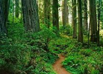 Скачать Redwood Forest Mod 1.0.0 — Redwood Forest Mod — MetaMods